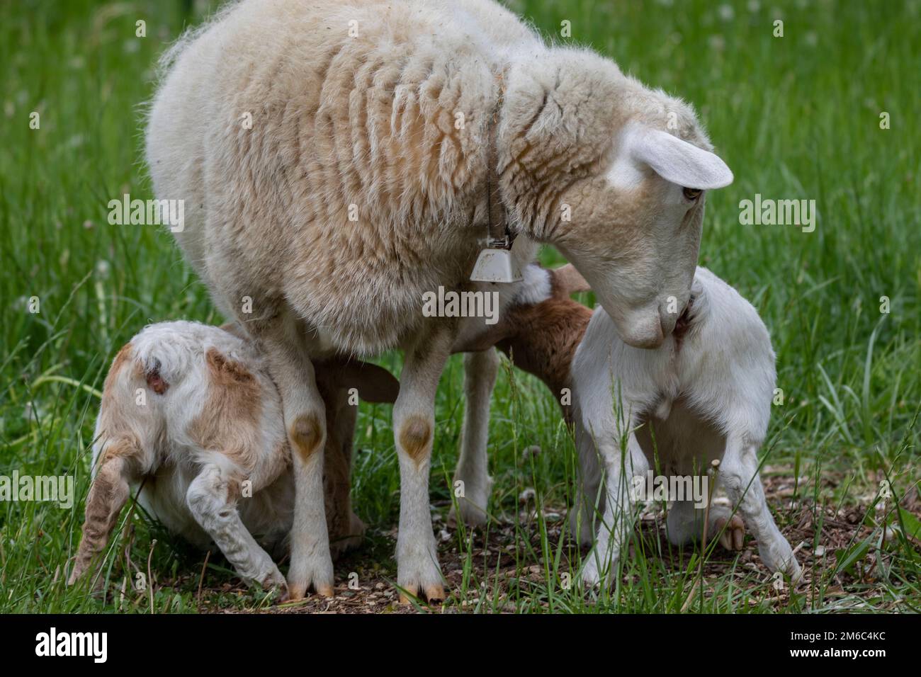 Nursing dam hi-res stock photography and images - Alamy