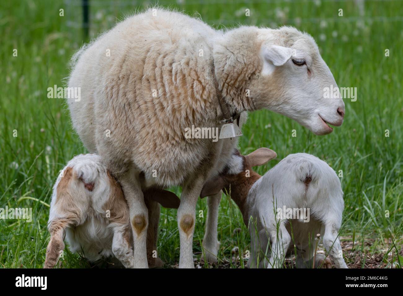 Proud Mama sheep Stock Photo - Alamy
