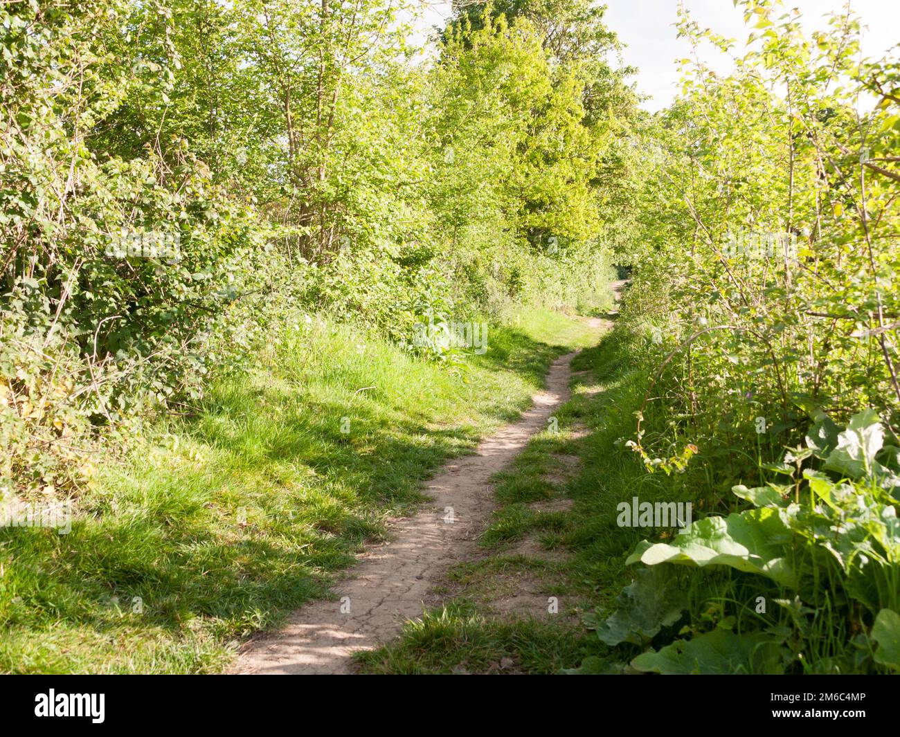 A path running through some bushes outside in the country on a bright ...