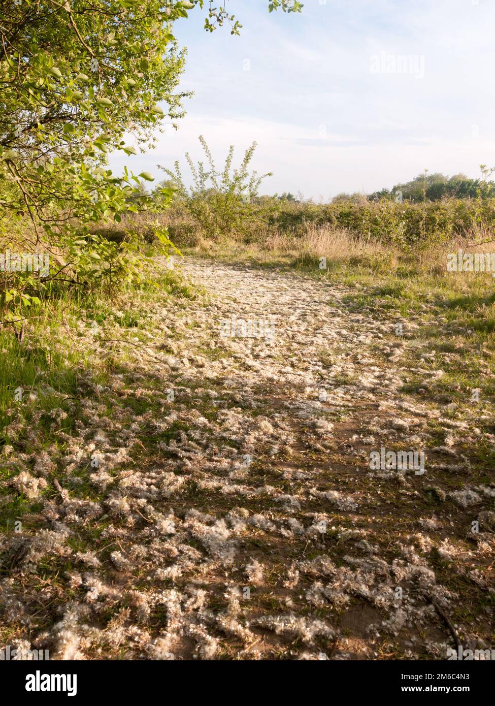 A pathway of pretty fallen fluff from trees heavenly and wedding like ...