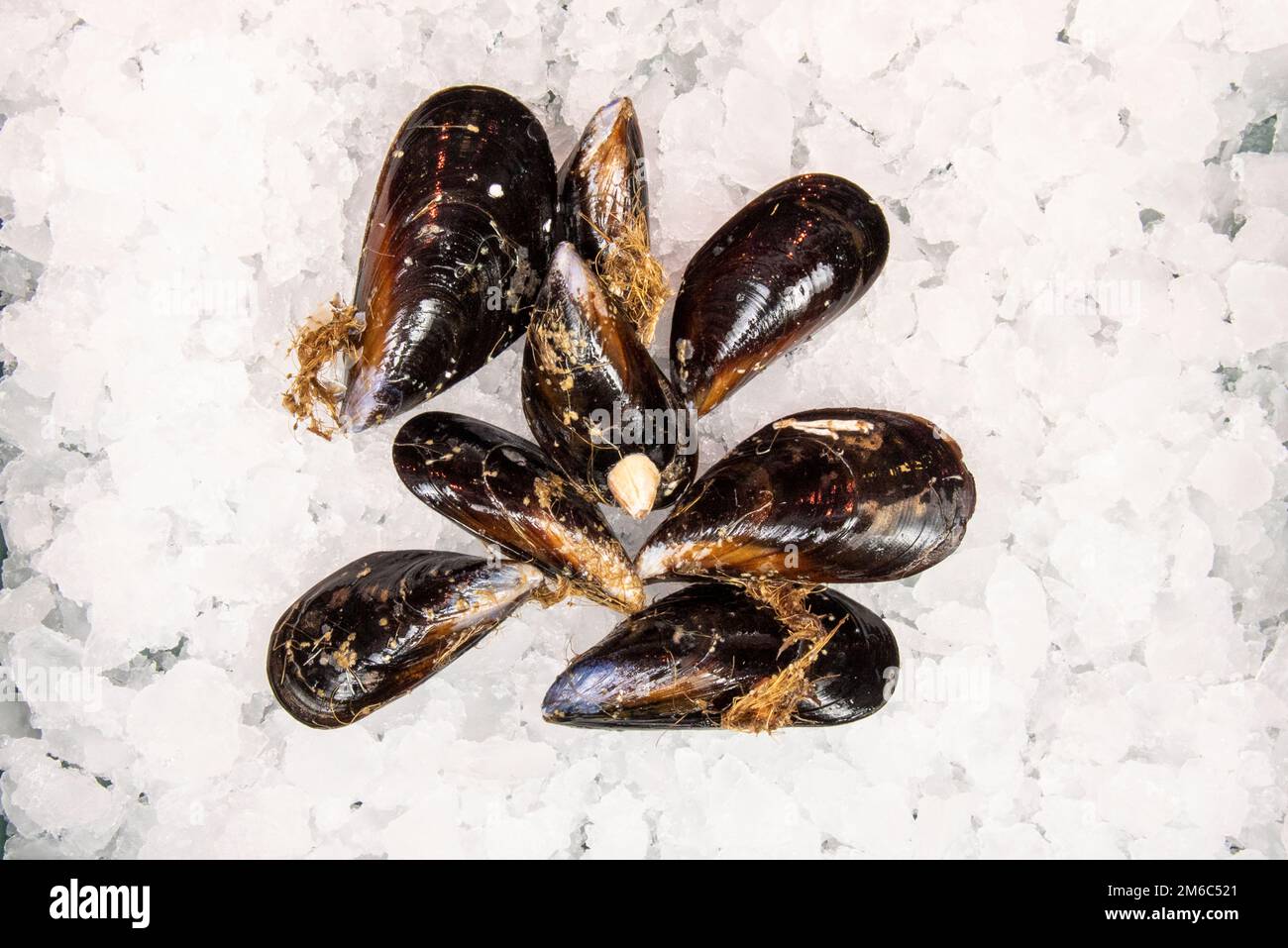 The Galician mussel originates from Galicia and is produced in rafts in ...