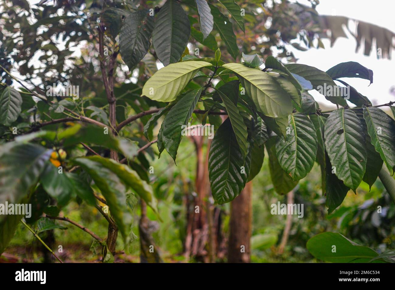 wild coffee leaves in bali Stock Photo - Alamy
