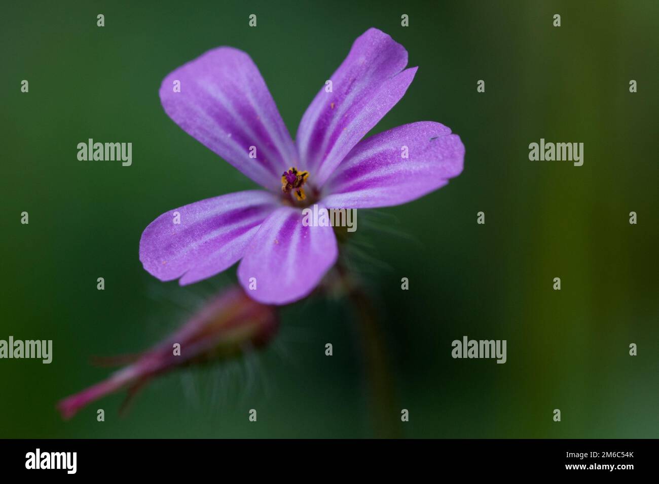 Ruprechts hi-res stock photography and images - Alamy