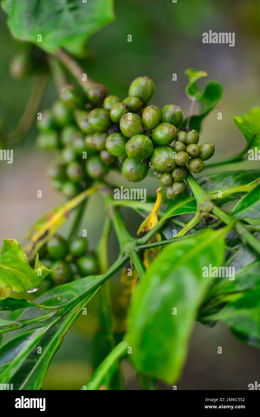 wild coffee leaves in bali Stock Photo - Alamy