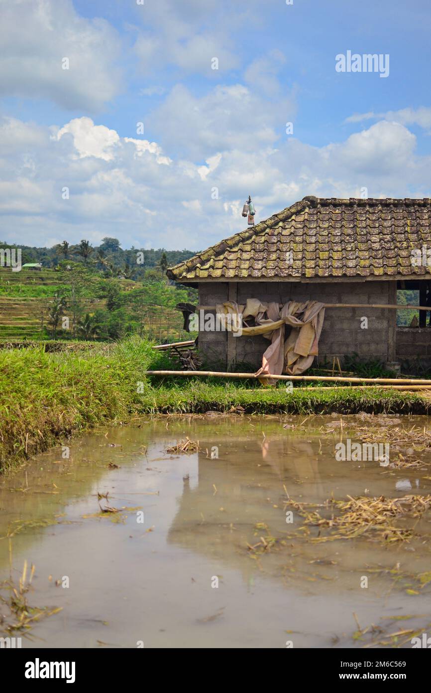 Step paddy field hi-res stock photography and images - Alamy