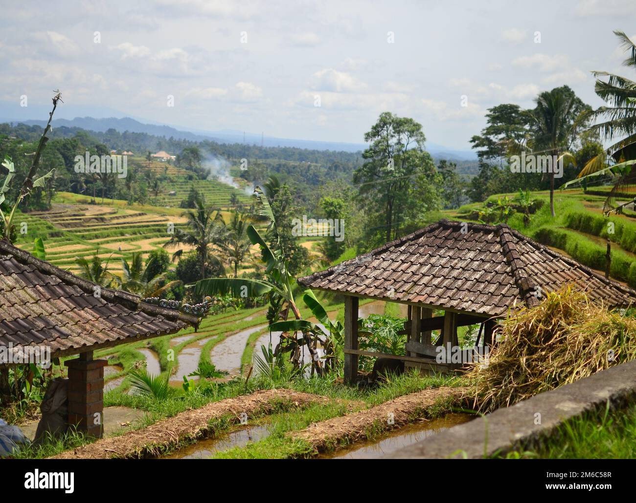 Rice field landscape on Bali Stock Photo - Alamy