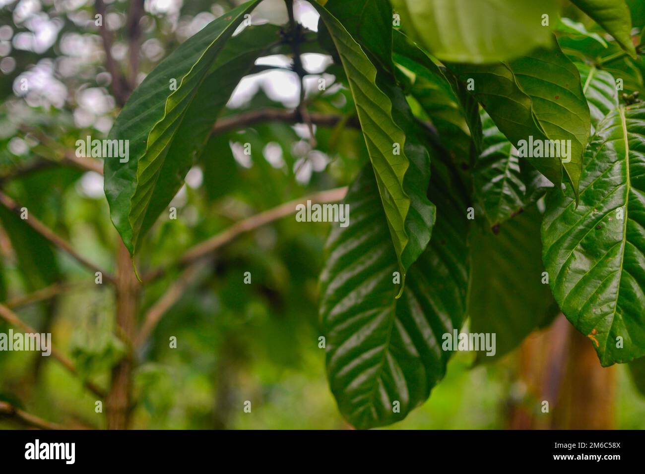 Bali coffee plantation hi-res stock photography and images - Alamy
