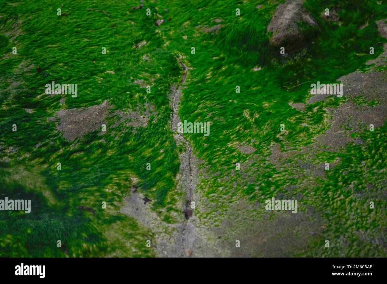 Background texture of green algae Stock Photo - Alamy