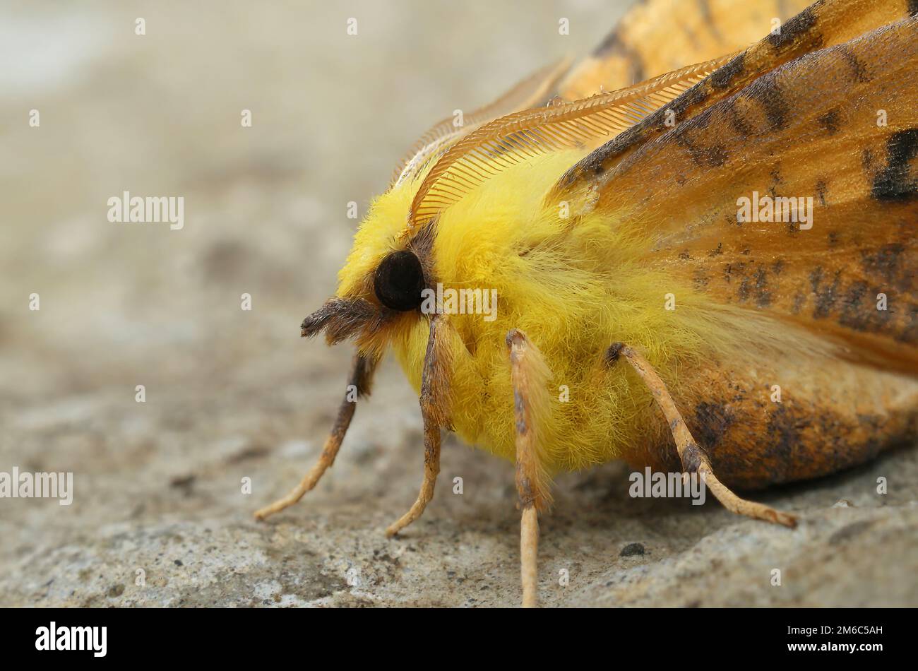 Detailed closeup on the colorful Canary-shouldered Thorn moth, Ennomos ...