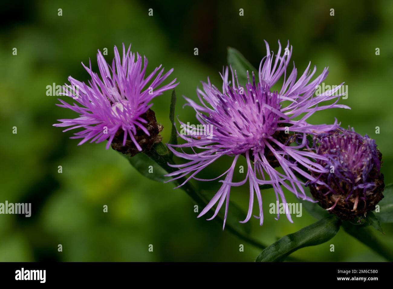 Meadow flake flower Stock Photo - Alamy