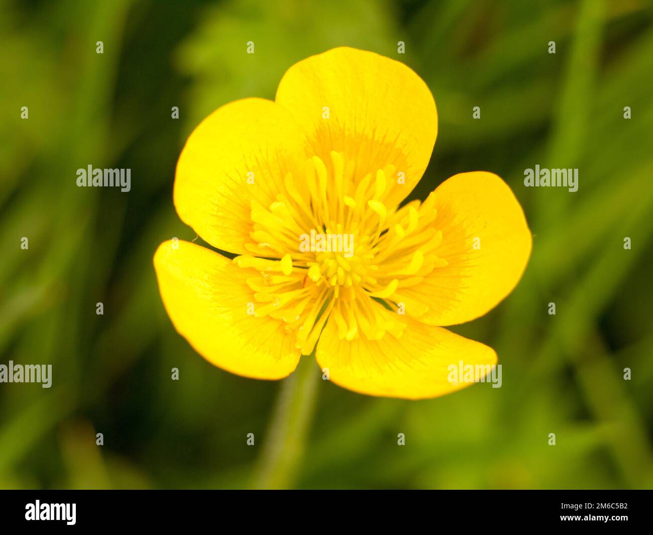 Close up macro of a beautiful and fully open spring buttercup with a ...