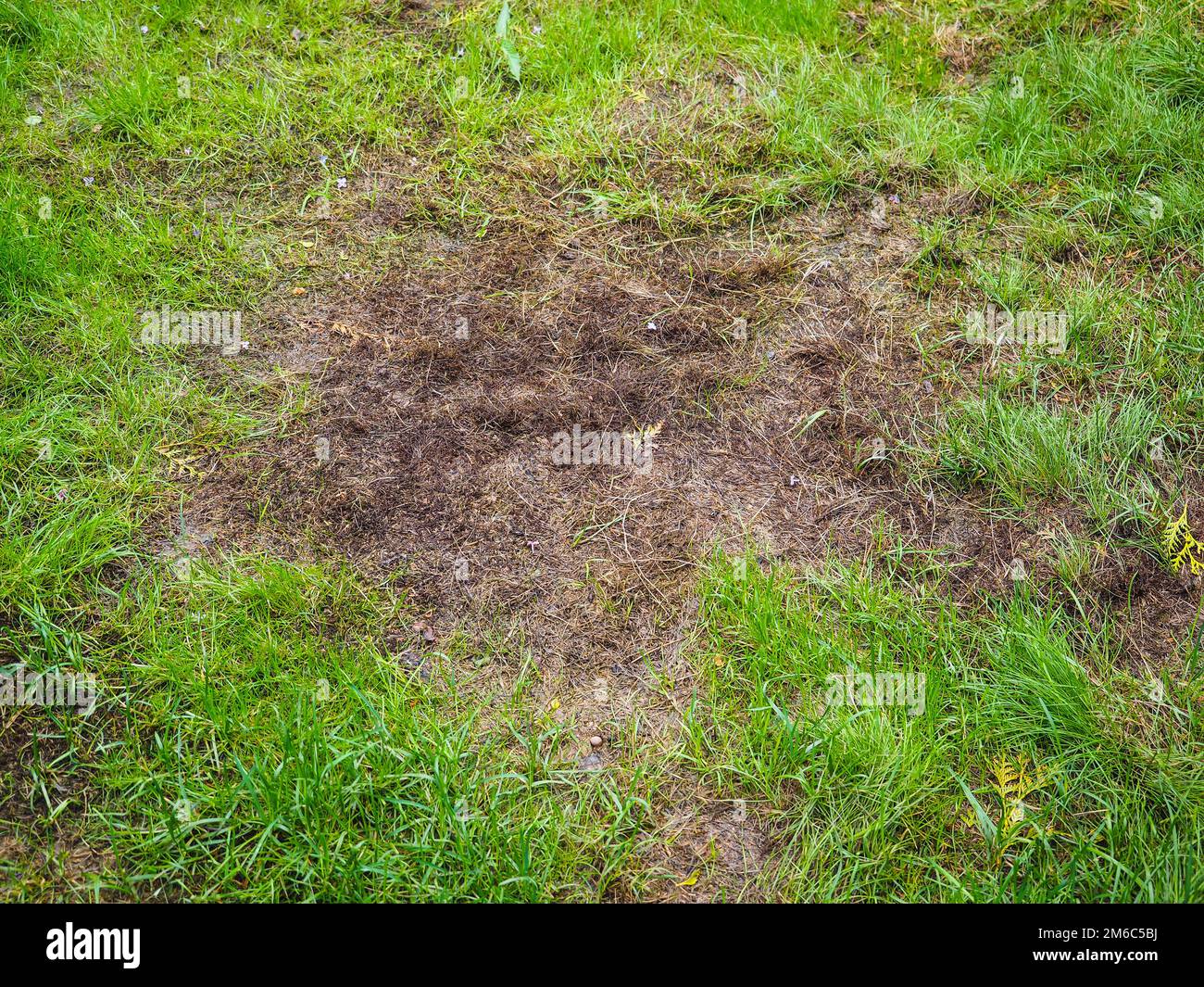 Burnt grass hi-res stock photography and images - Alamy