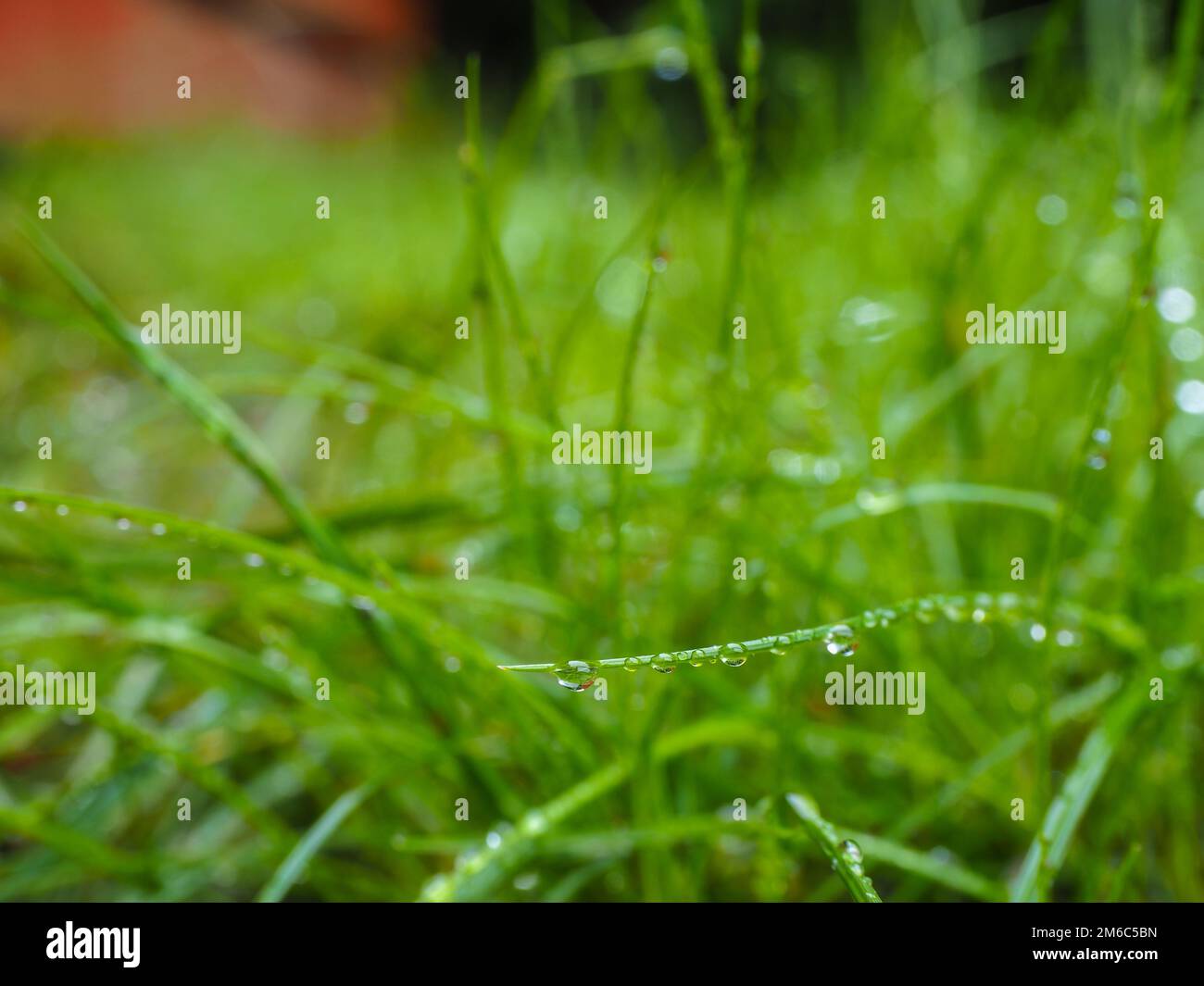 Water droplets on the grass hi-res stock photography and images - Alamy