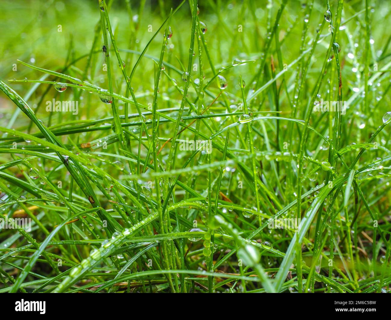 Grass water low hi-res stock photography and images - Alamy