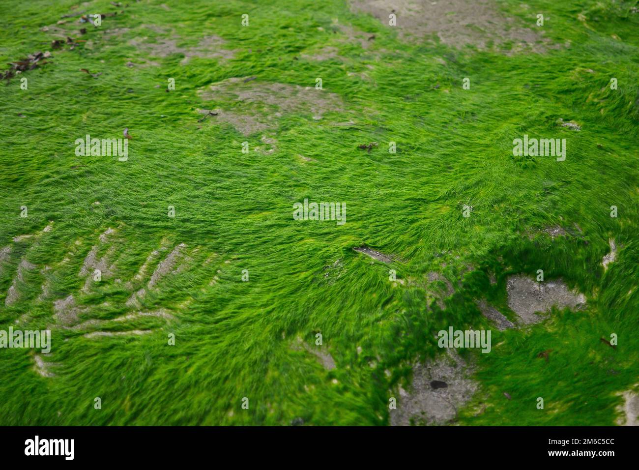 Background texture of green algae Stock Photo - Alamy