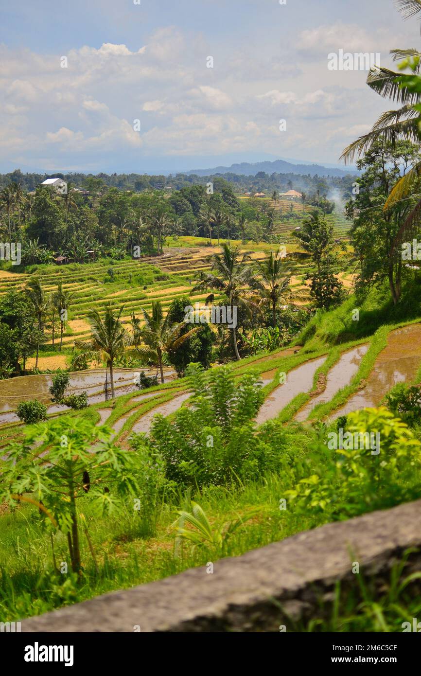 Rice field landscape on Bali Stock Photo - Alamy