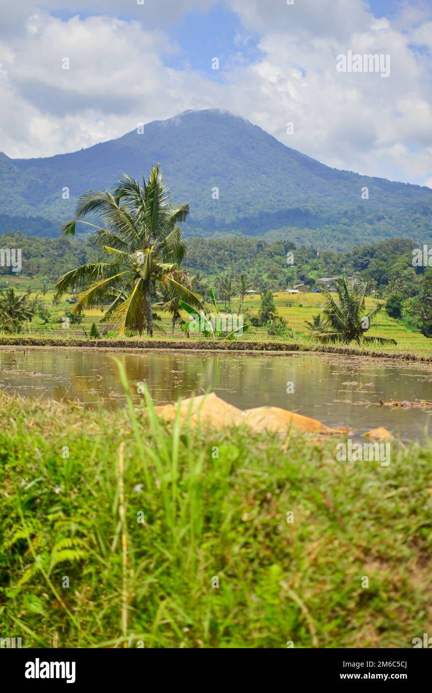 Step paddy field hi-res stock photography and images - Alamy