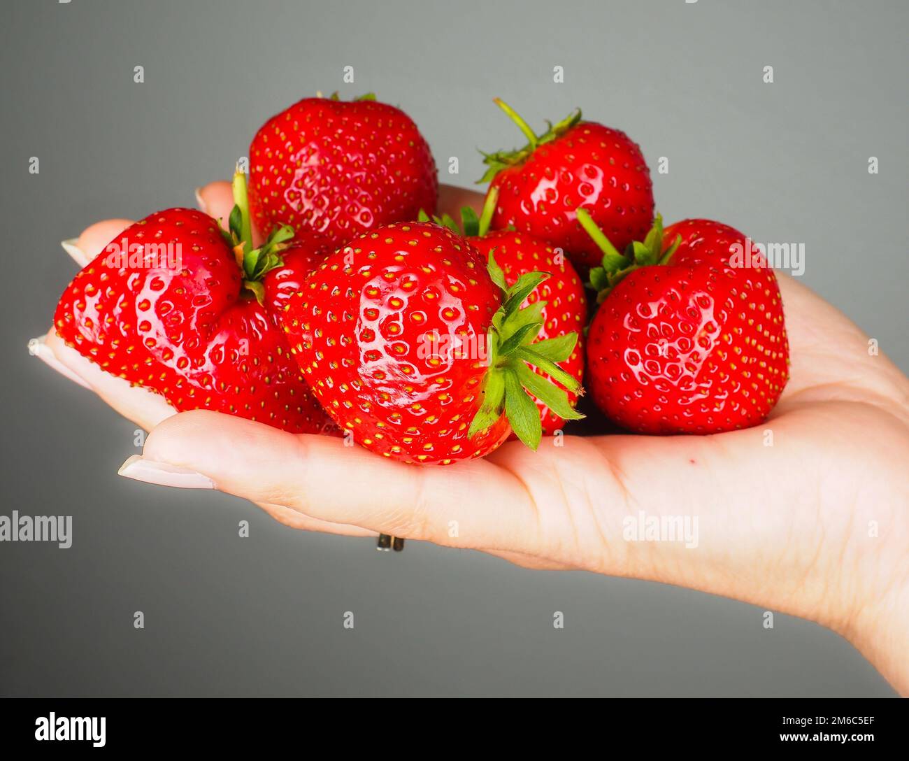 Hand full of big red fresh ripe strawberries isolated towards gray ...