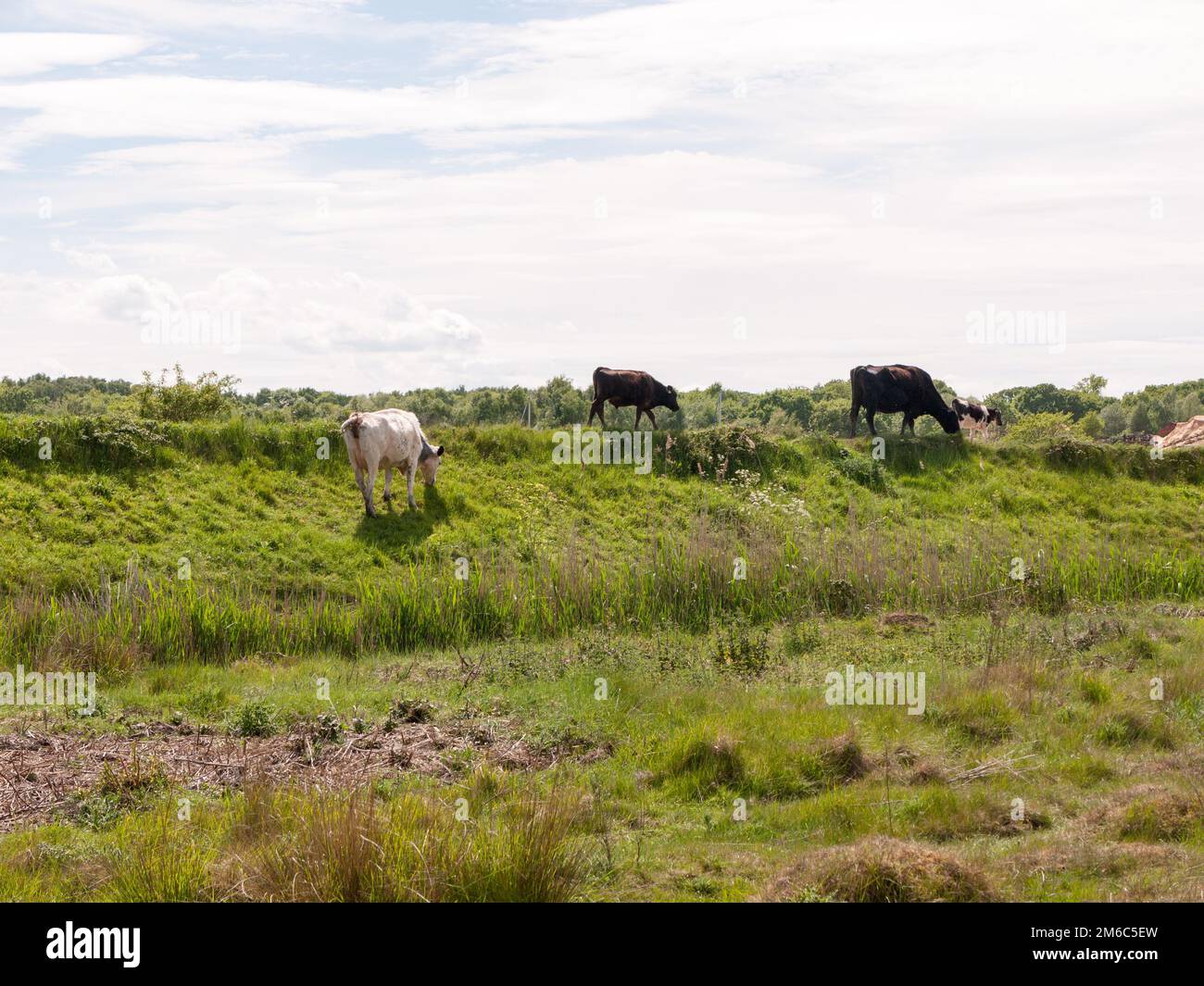 Land grass hi-res stock photography and images - Alamy