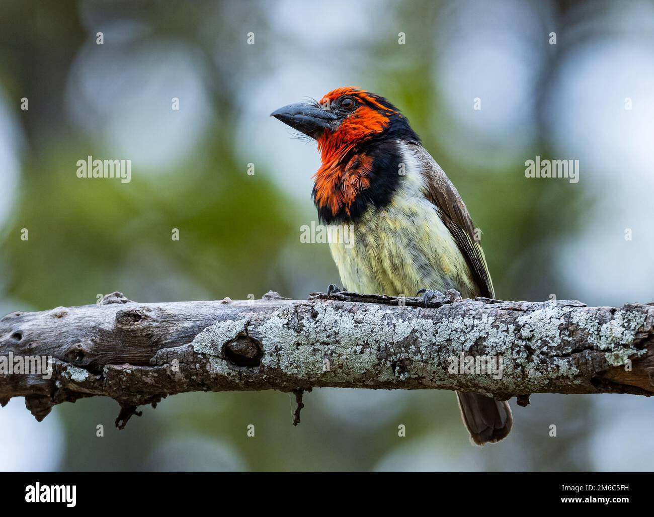 A Black-collared Barbet (Lybius torquatus) perched on a branch. Kruger ...