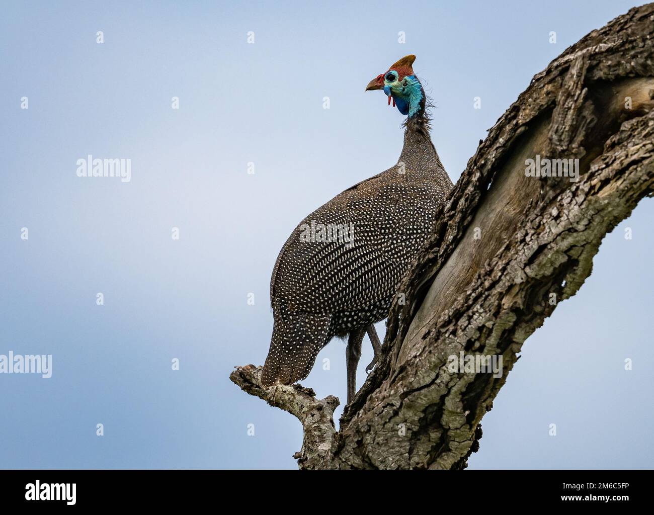 A Helmeted Guineafowl (Numida meleagris) standing on a tree trunk ...