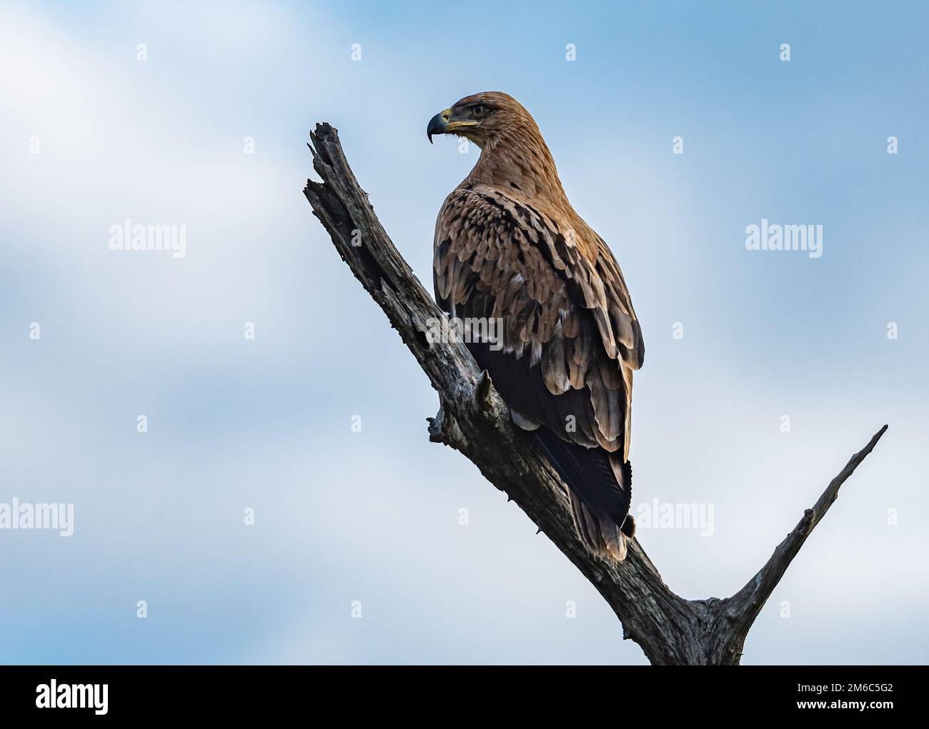 A Tawny Eagle (Aquila rapax) perched on a dead branch. Kruger National ...