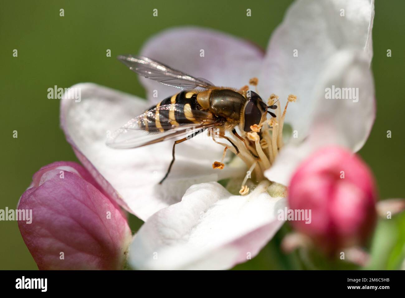 Dung bee on apple blossom Stock Photo - Alamy
