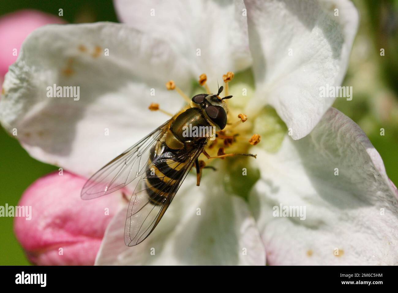 Wanderinsekt hi-res stock photography and images - Alamy