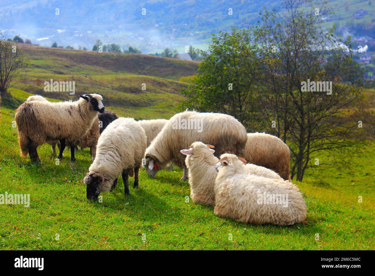 Flock sheep grazing pasture on hi-res stock photography and images - Alamy