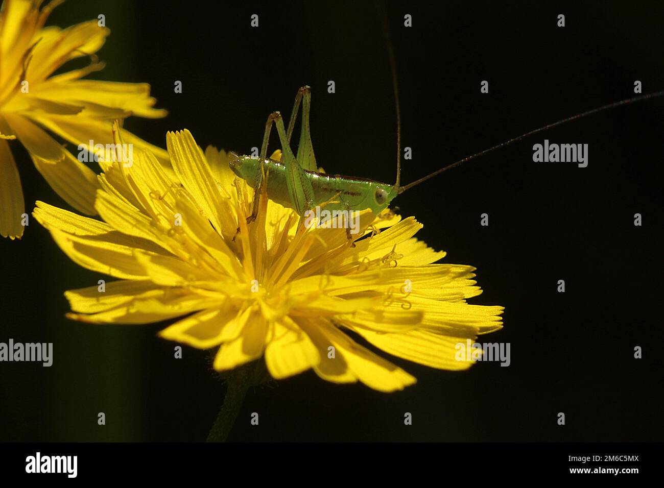 Meadow grasshopper (Conocephalus sp.) on a dandelion flower Stock Photo ...