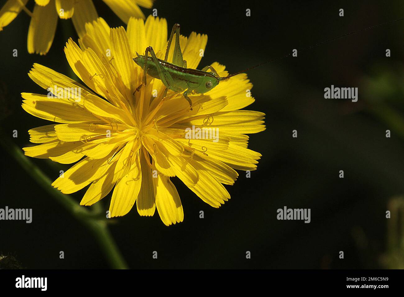 Meadow grasshopper (Conocephalus sp.) on a dandelion flower Stock Photo ...