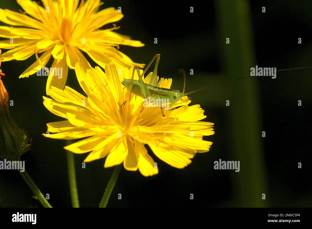 Meadow grasshopper (Conocephalus sp.) on a dandelion flower Stock Photo ...