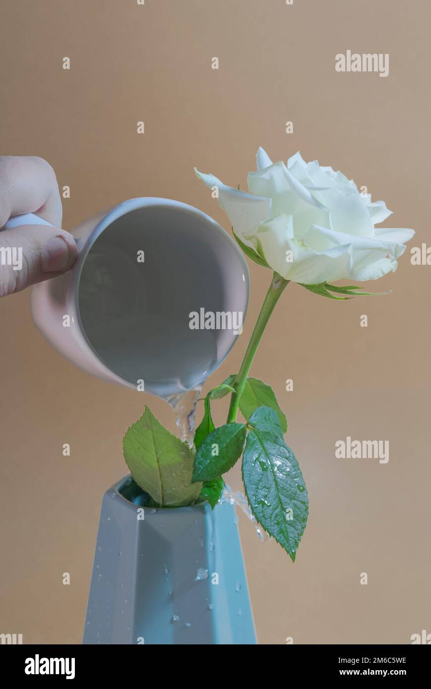 Watering a flower. white rose in vase Stock Photo - Alamy