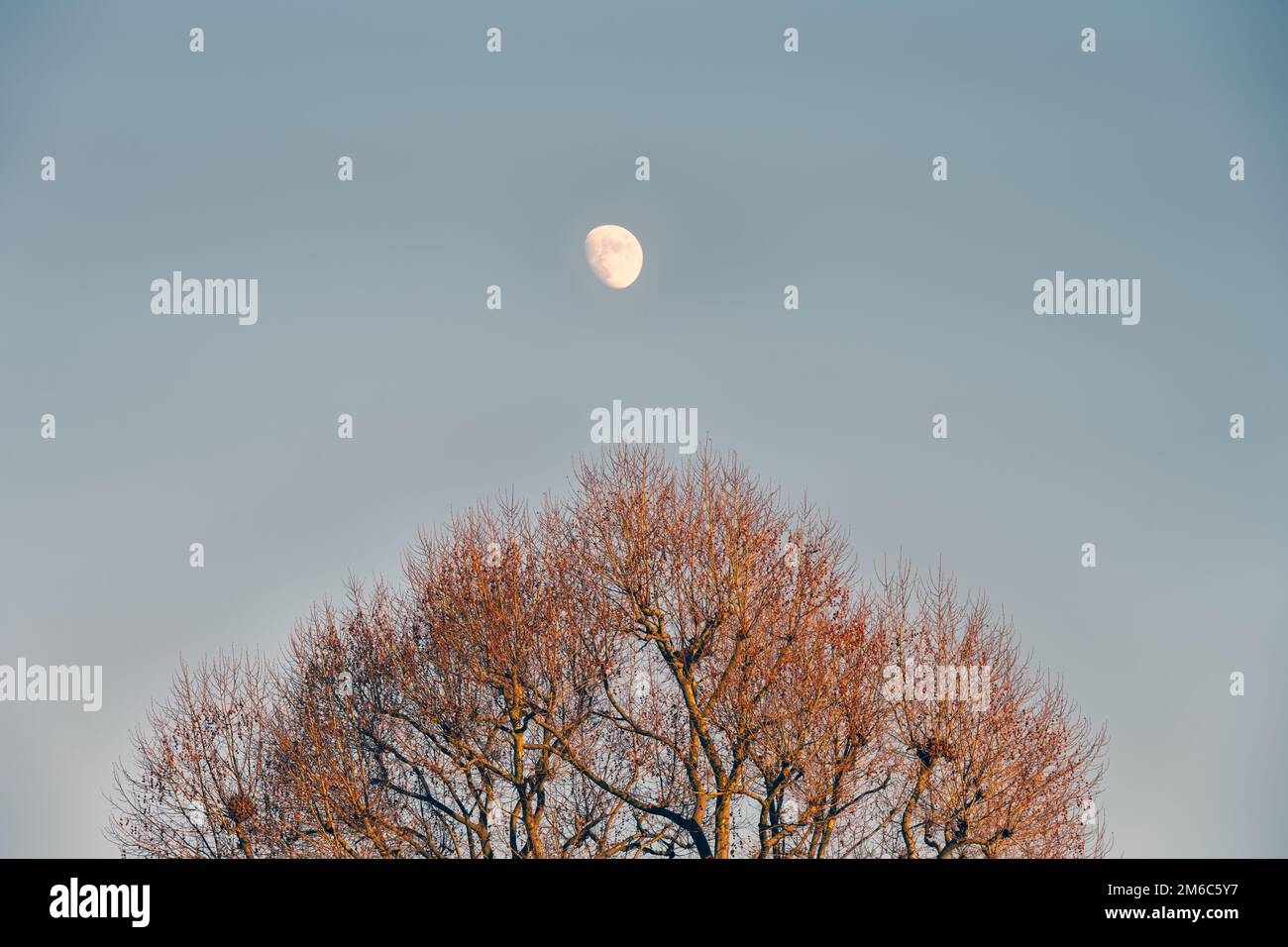 Half moon over the top of a leafless tree in winter Stock Photo - Alamy
