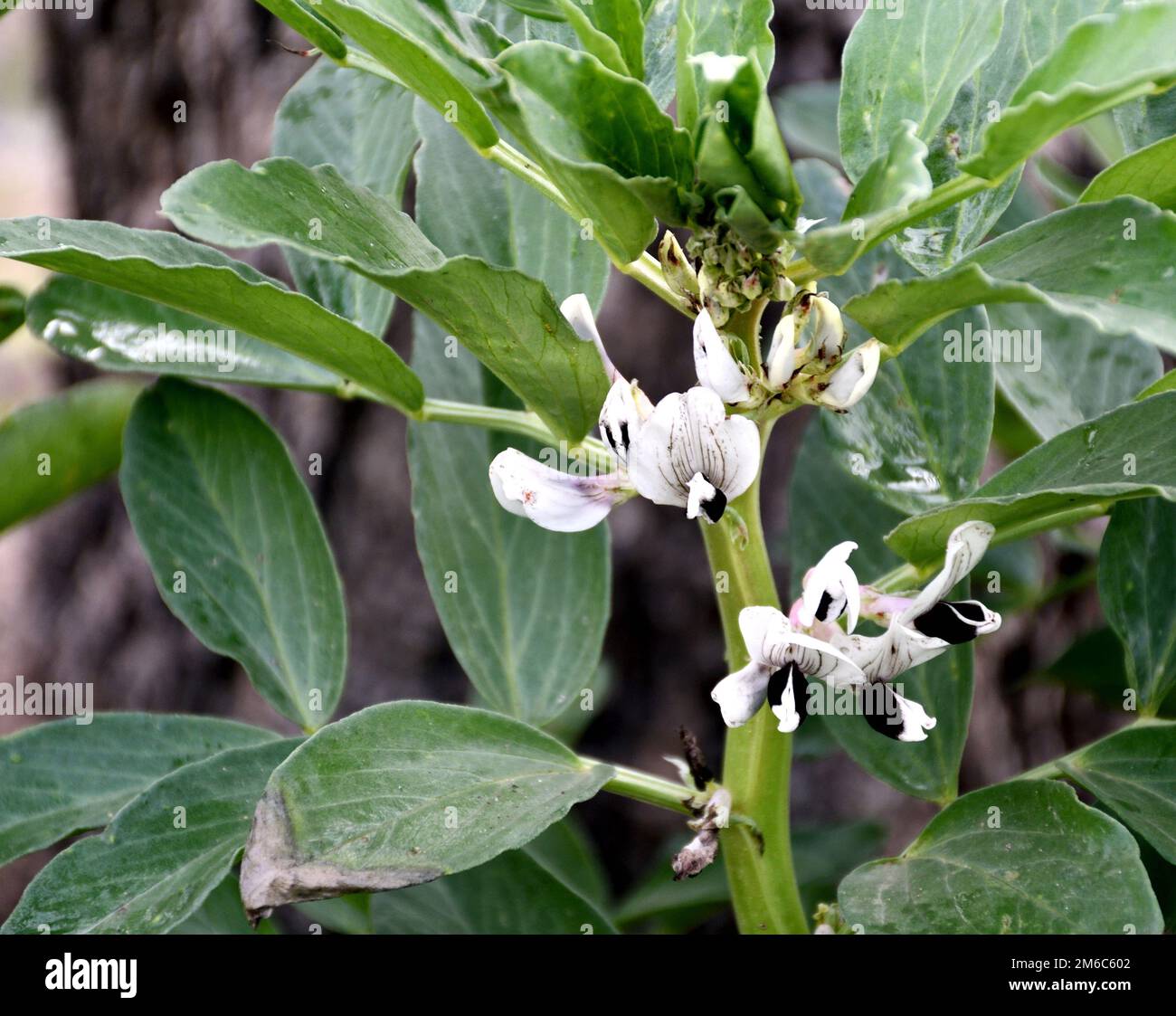 A closeup view of flowers of broad bean plant Stock Photo - Alamy