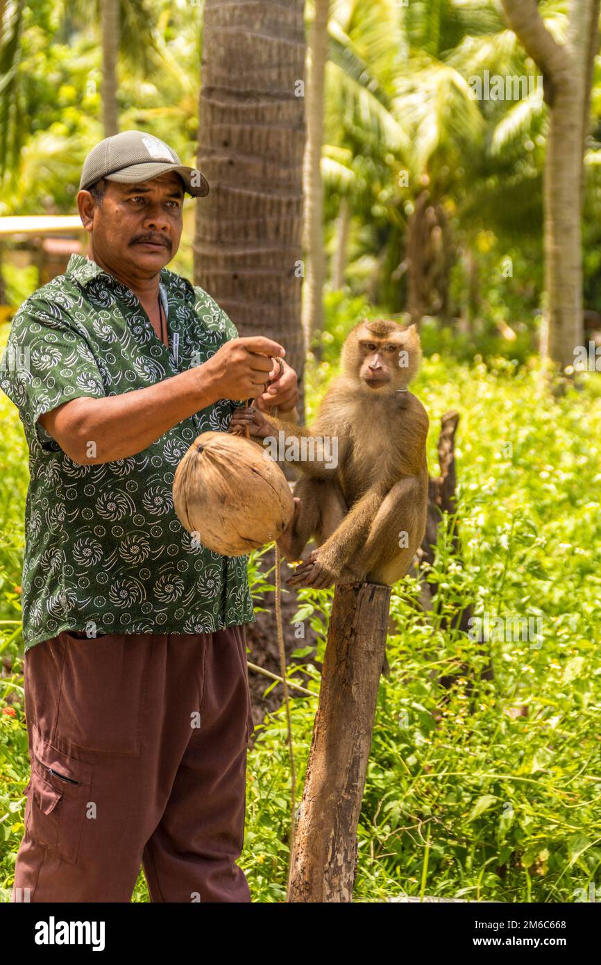 Mankey hi-res stock photography and images - Alamy