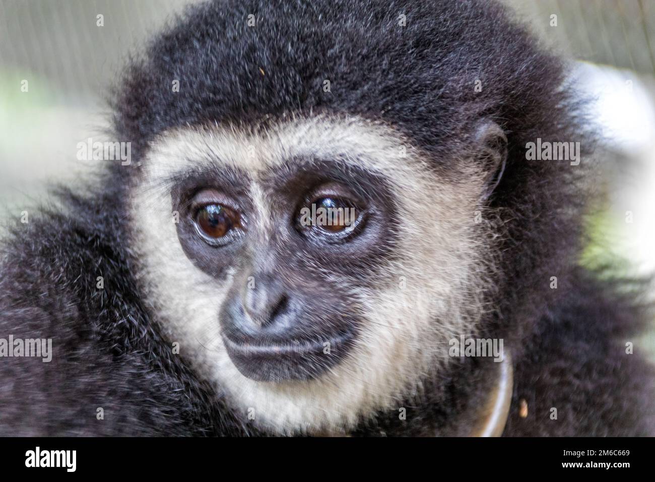 Mankey hi-res stock photography and images - Alamy