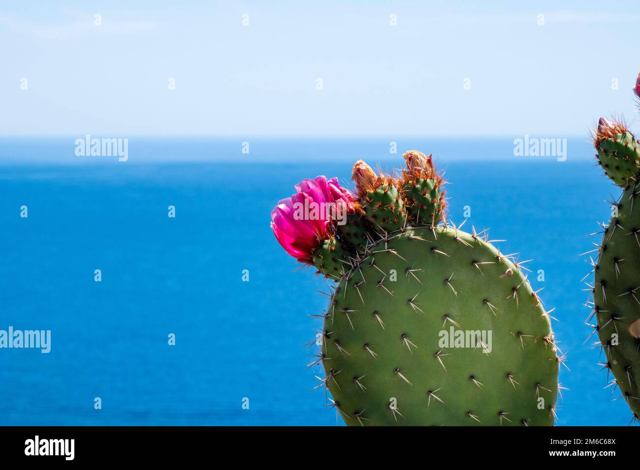 Flowering cactus in front of blue ocean Stock Photo - Alamy