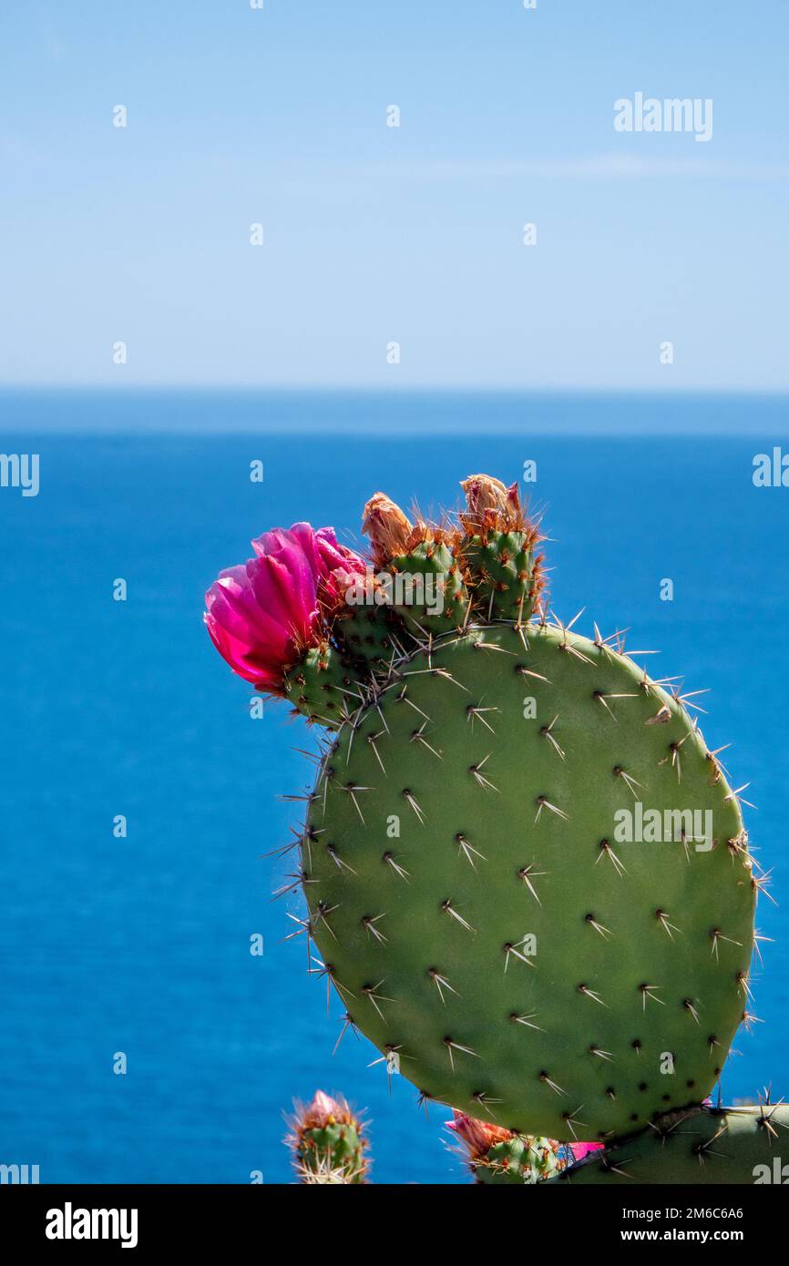 Flowering cactus in front of blue ocean Stock Photo - Alamy