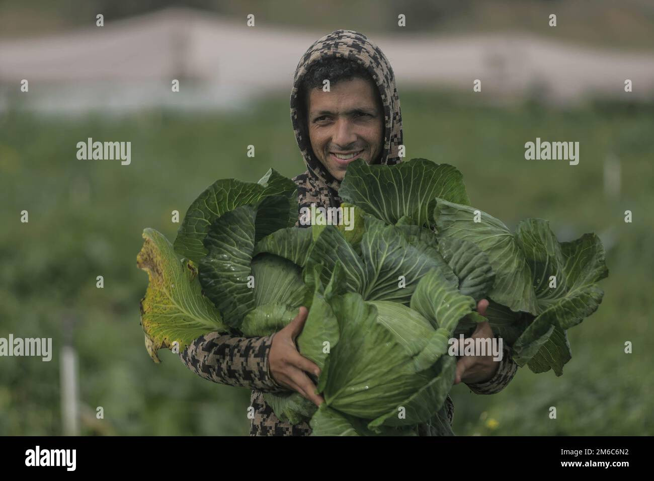 A Palestinian farmer harvests cabbage in a field in Beit Lahiya, in the ...