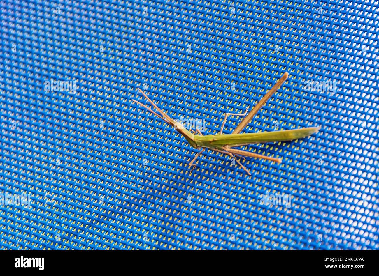 A grasshopper insects a grasshopper sits on a blue mesh surface Stock ...