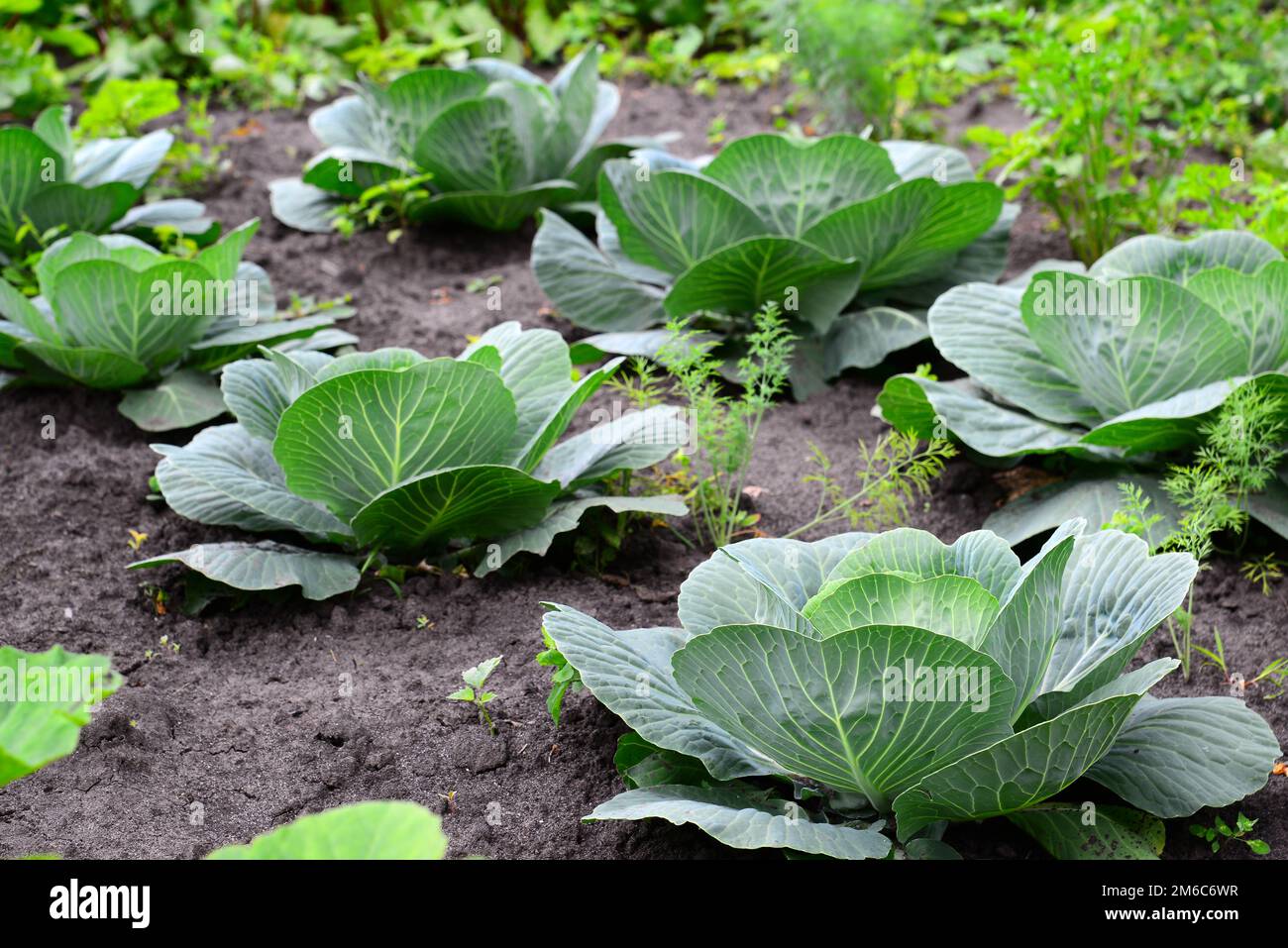 Green young fresh cabbage hi-res stock photography and images - Alamy