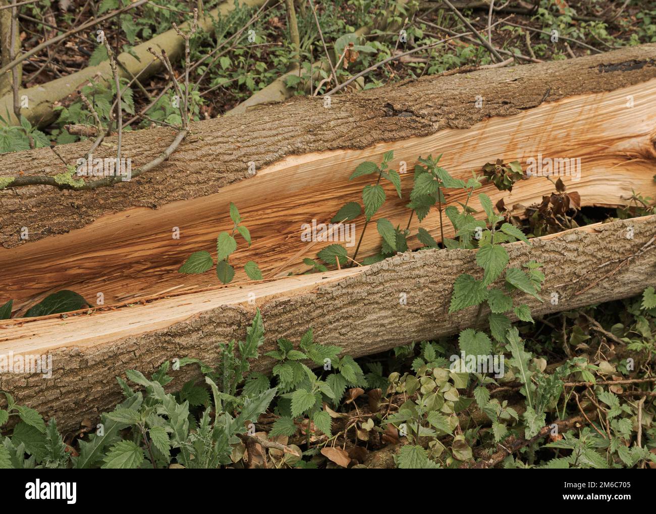Falling tree storm hi-res stock photography and images - Alamy
