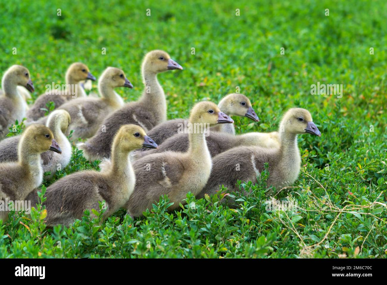 Young geese go in green grass Stock Photo - Alamy