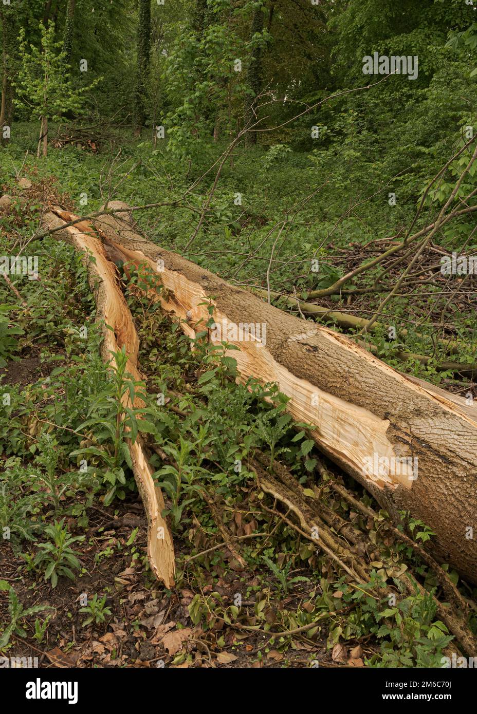 Tree fragments hi-res stock photography and images - Alamy