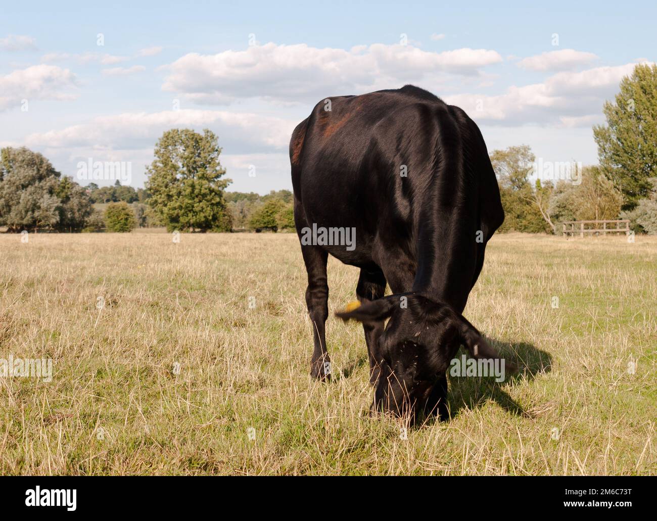 A black cow grazing up close with motion blurred ears on a summer's day ...