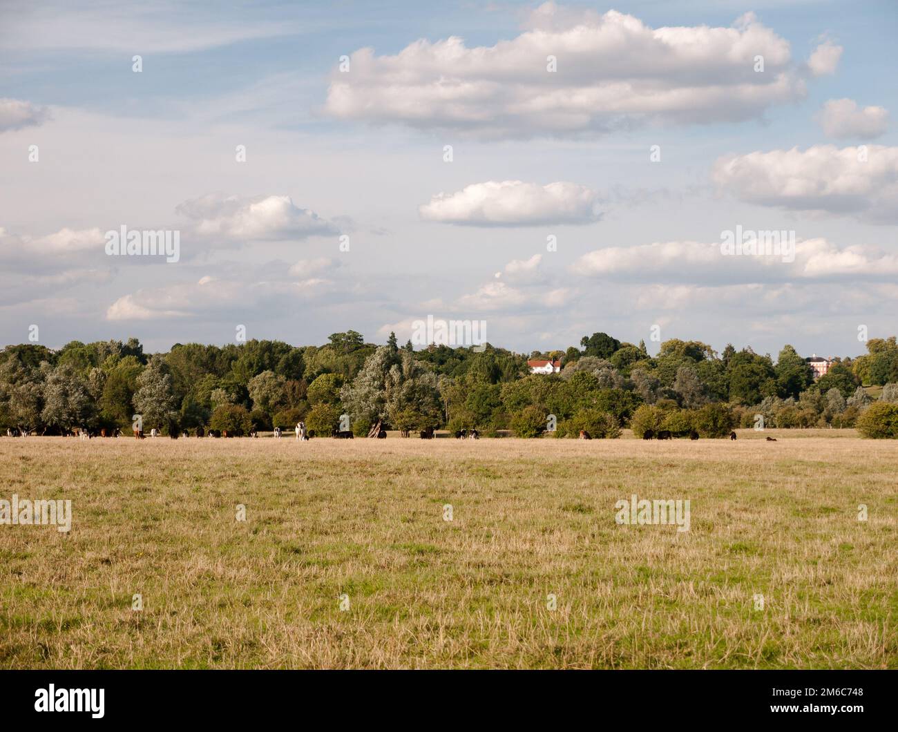An empty country field of grass with a cloudy blue sky above and a ...