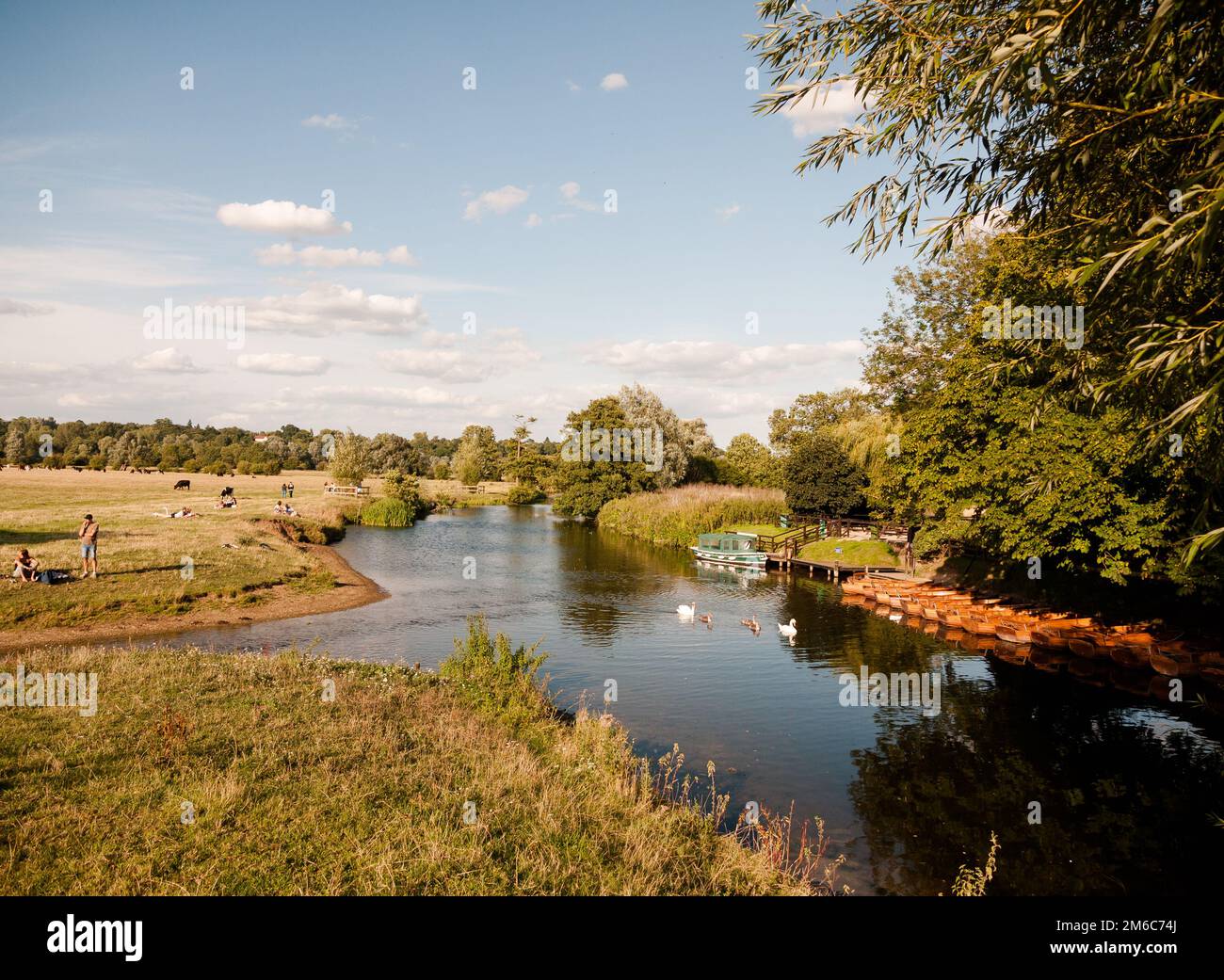 A summer scene in dedham with the river stour, swans, boats, and people ...