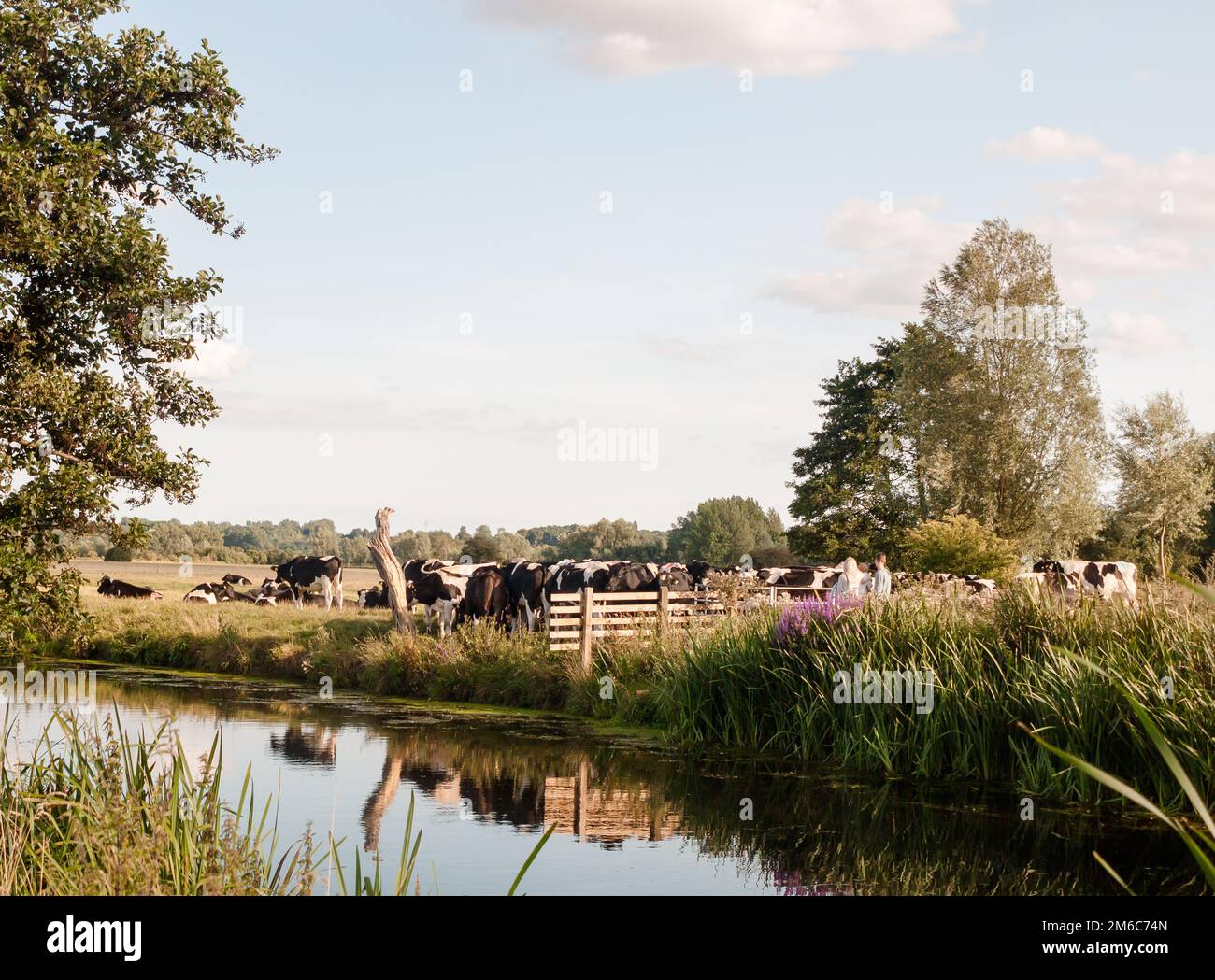A group of cows blocking a country walk gate family from passing on a ...