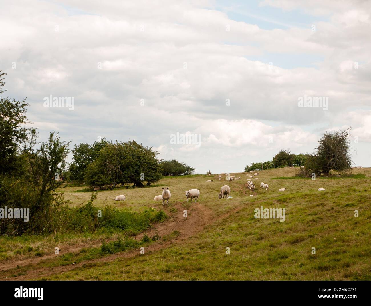 Sheep farming terrain hi-res stock photography and images - Alamy